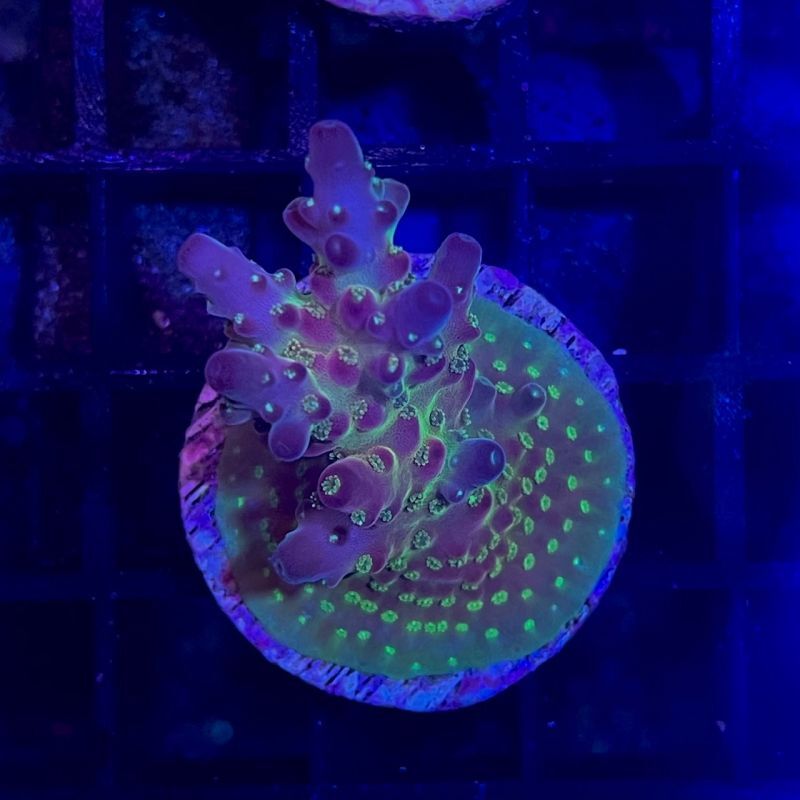 CE Acro Cherry Blossom No.2 - 海水魚専門店 ceppo onlinestore